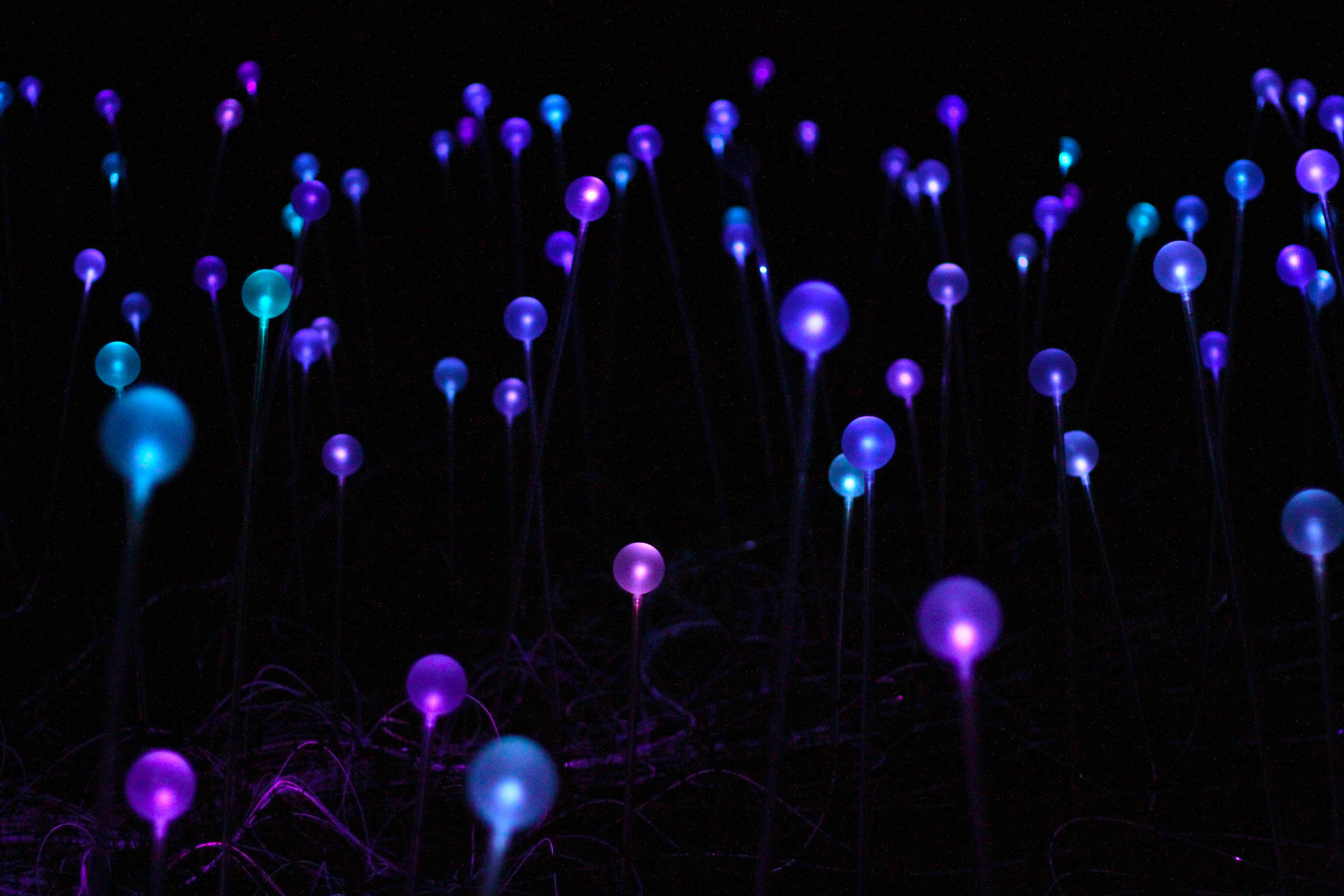 Sensorio: A Gift to the Senses - San Luis Obispo Guide