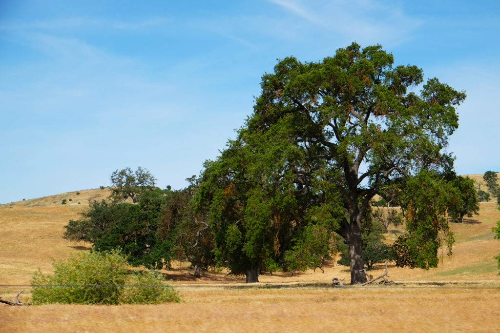 Creston - San Luis Obispo Guide